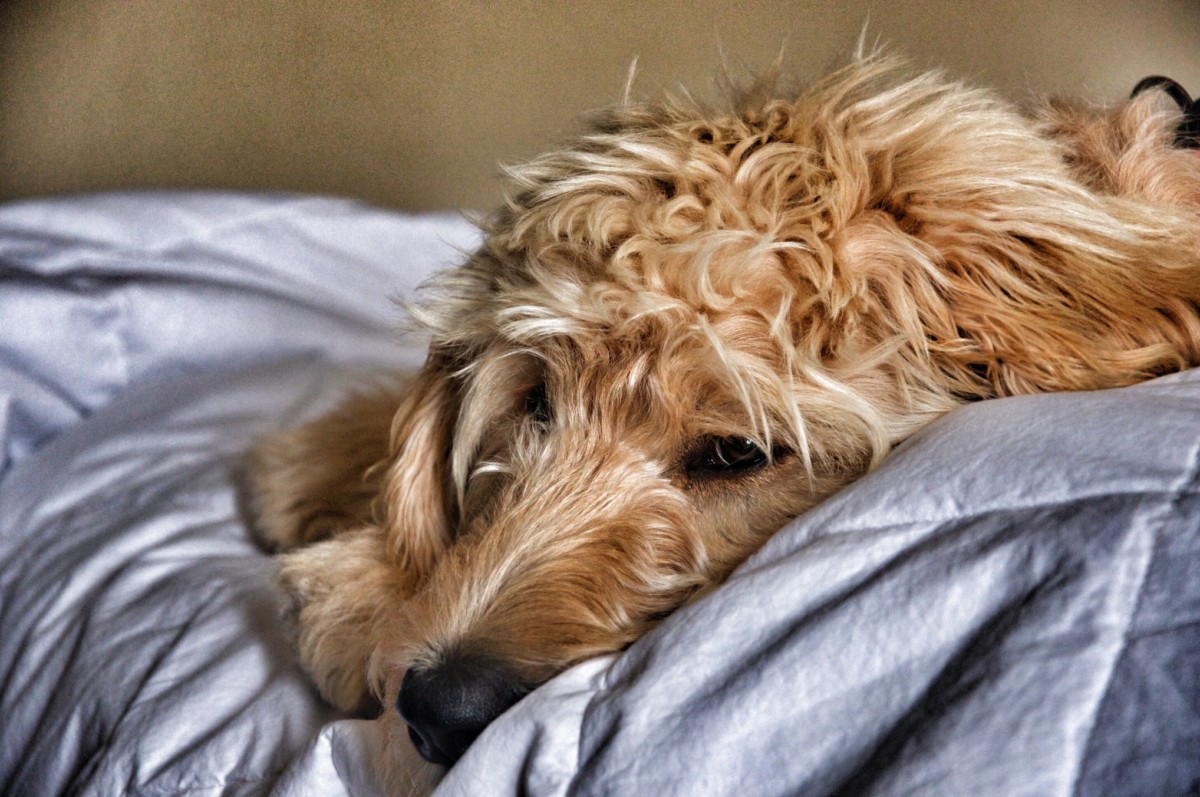 How to Take Care of A Senior Goldendoodle - Goldendoodle Advice