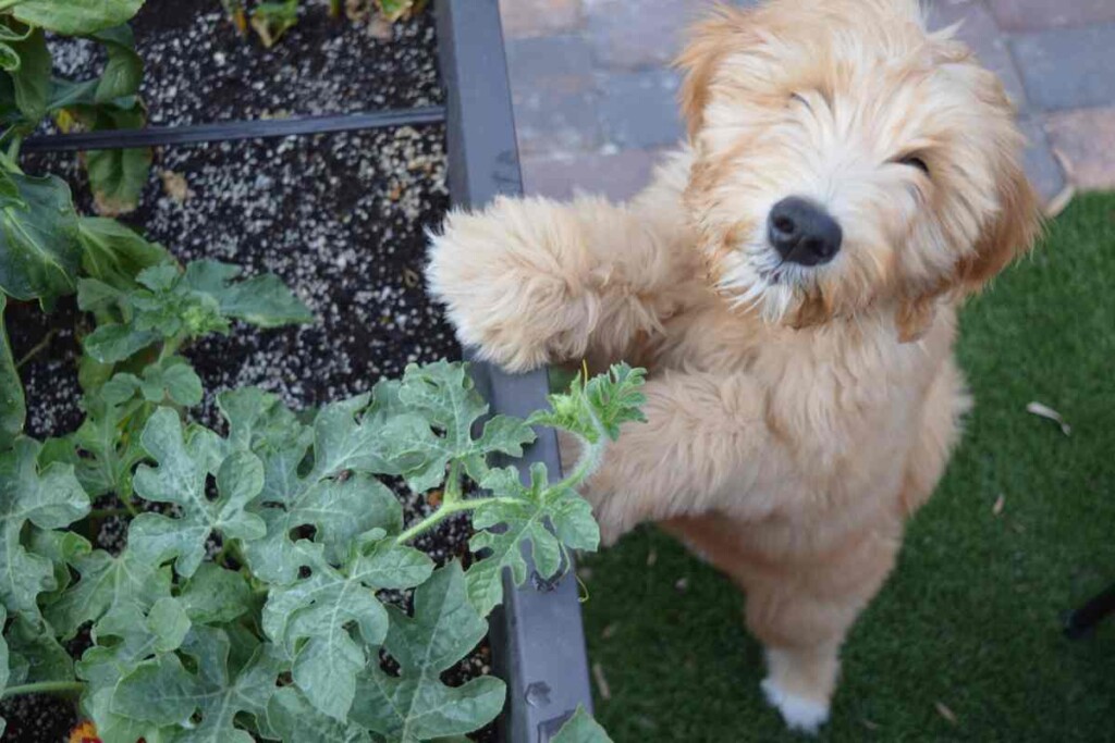 How To Deal With A Goldendoodle Picky Eater - Goldendoodle Advice