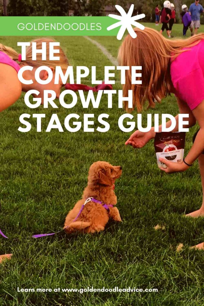 The Complete Goldendoodle Growth Stages Guide – Goldendoodle Advice