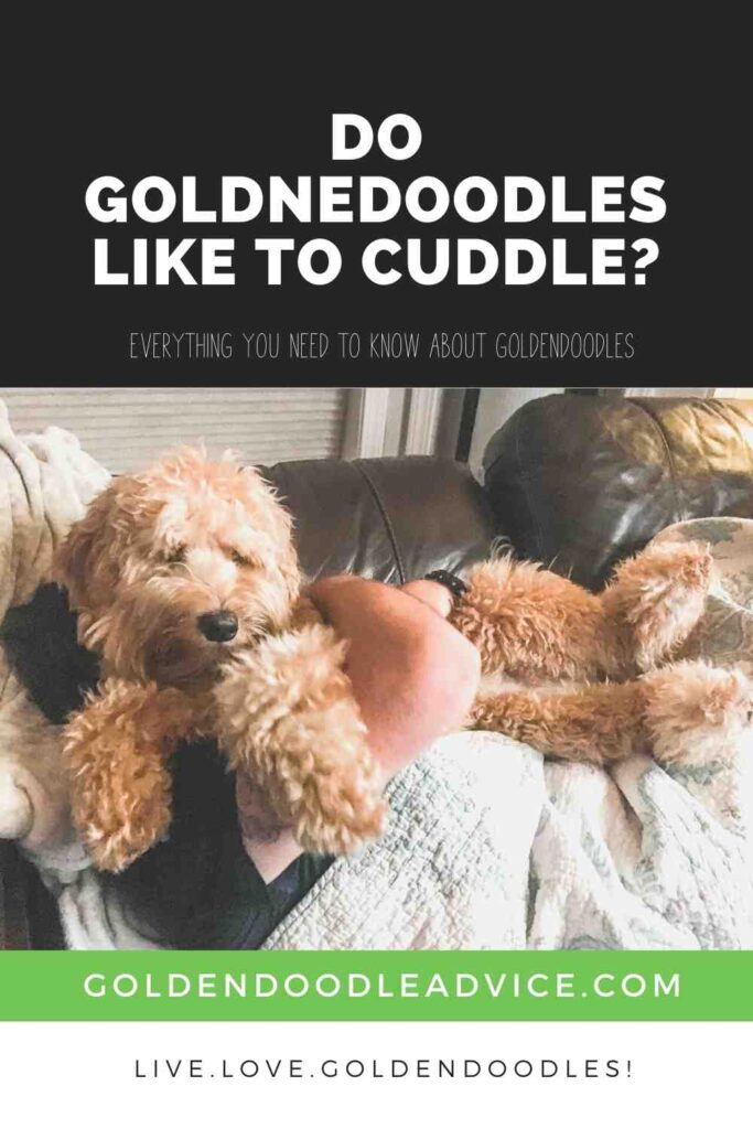 Do Goldendoodles Like To Cuddle? – Goldendoodle Advice