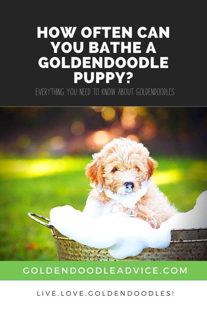 How Often Can You Bathe A Goldendoodle Puppy? – Goldendoodle Advice How Often Can You Bathe A Goldendoodle Puppy? – Goldendoodle Advice