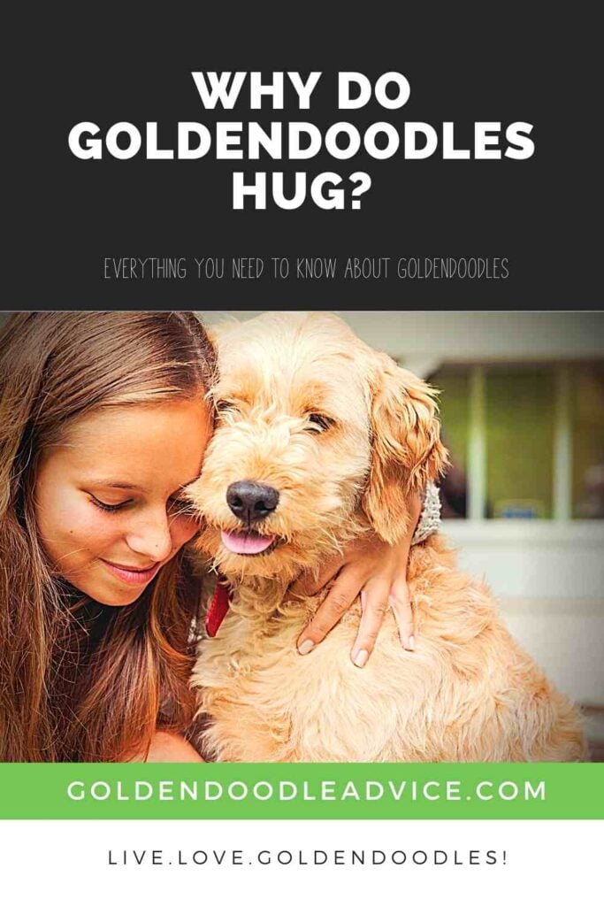Why Do Goldendoodles Hug? – Goldendoodle Advice