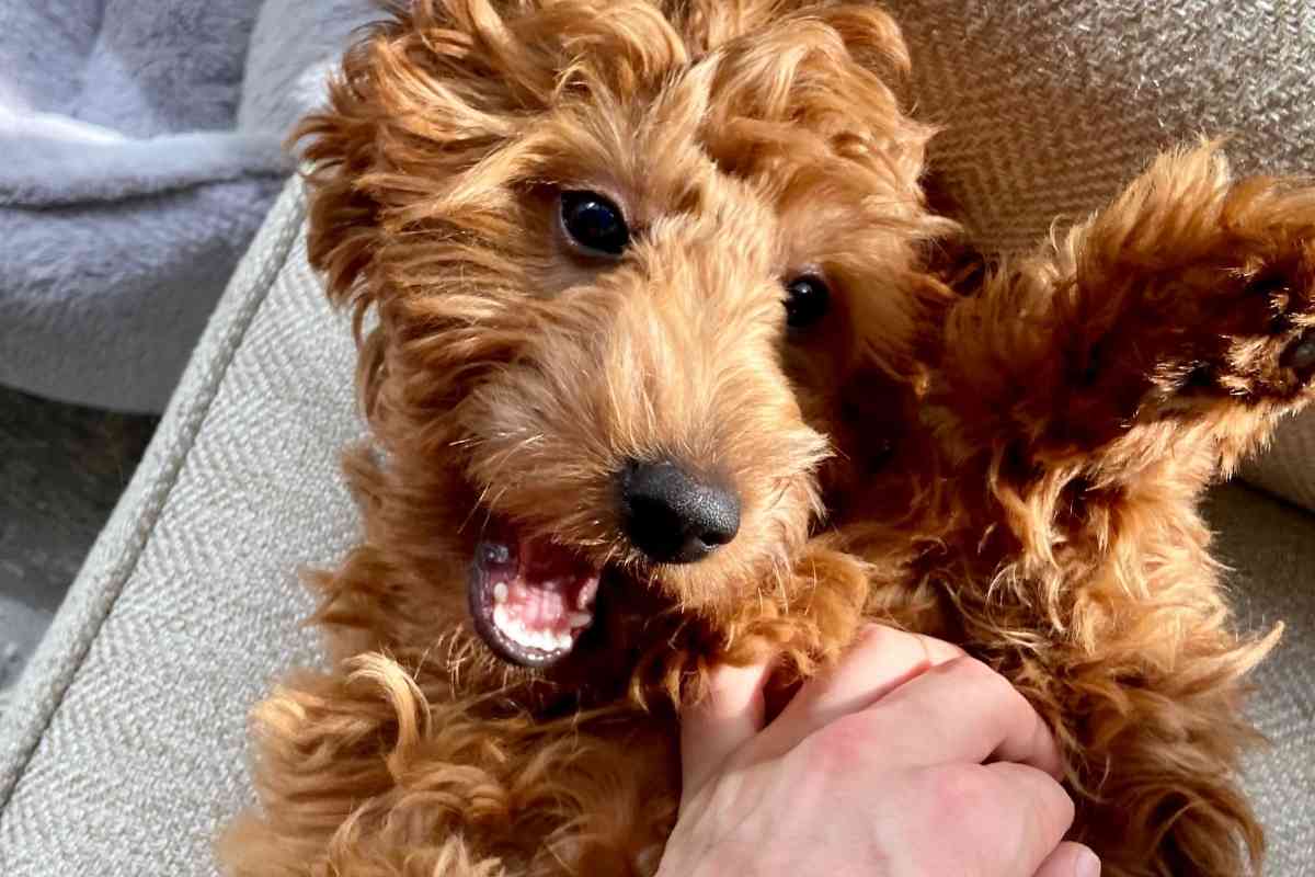 Are Goldendoodles Good For Seniors Goldendoodle Advice