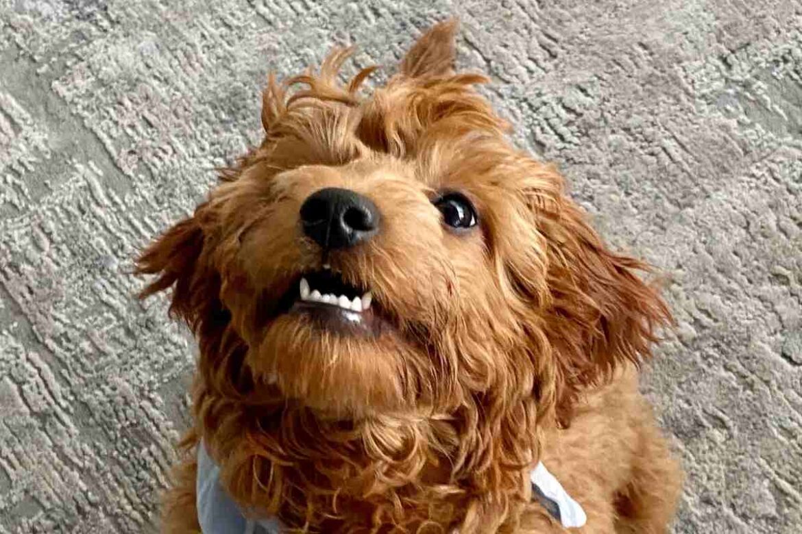 When Do Goldendoodles Stop Biting And How You Can Stop It