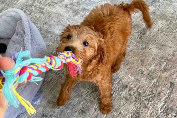 The Complete Goldendoodle Growth Stages Guide (Vet Approved ...