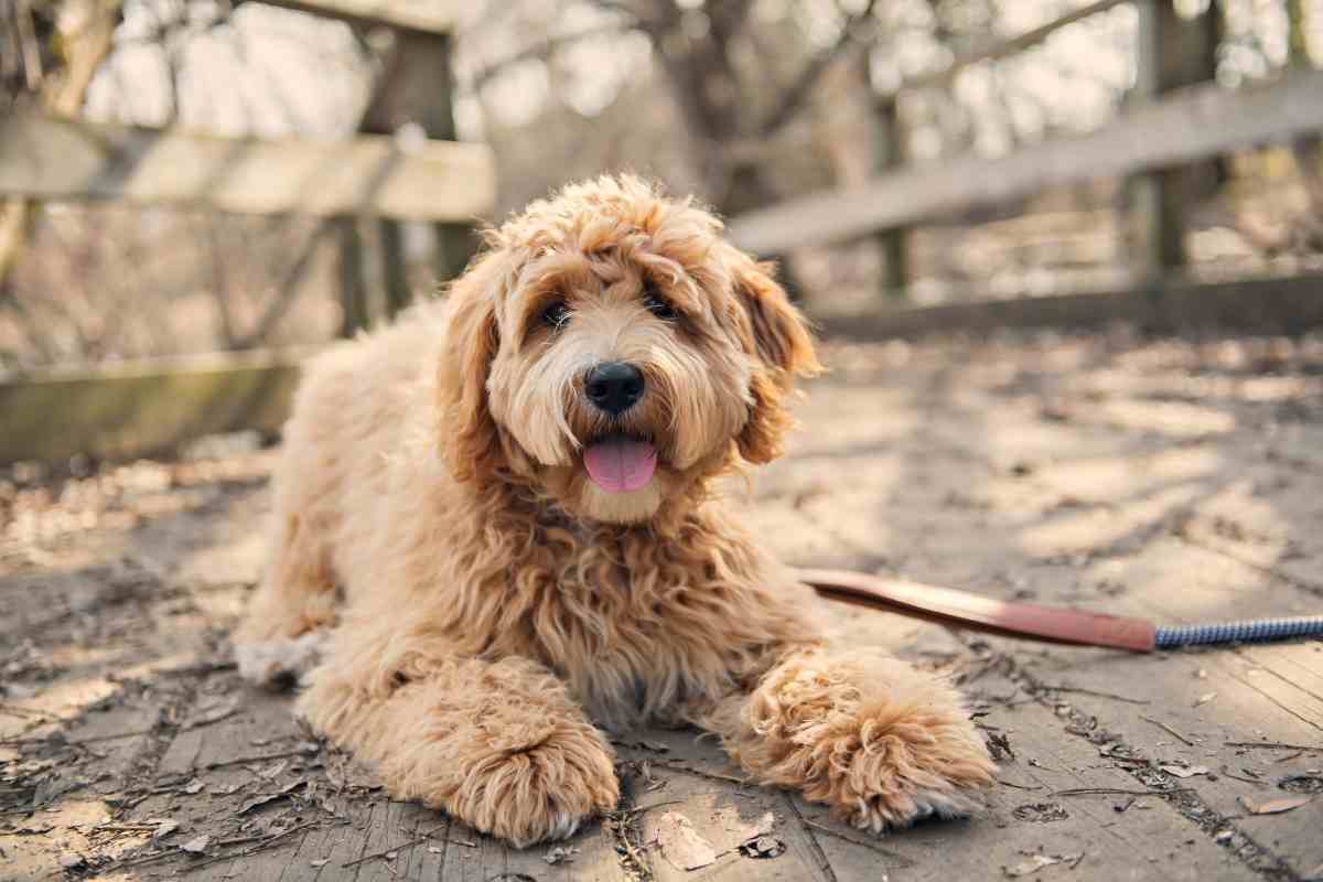 What Is The Goldendoodle Life Expectancy Answered Goldendoodle Advice