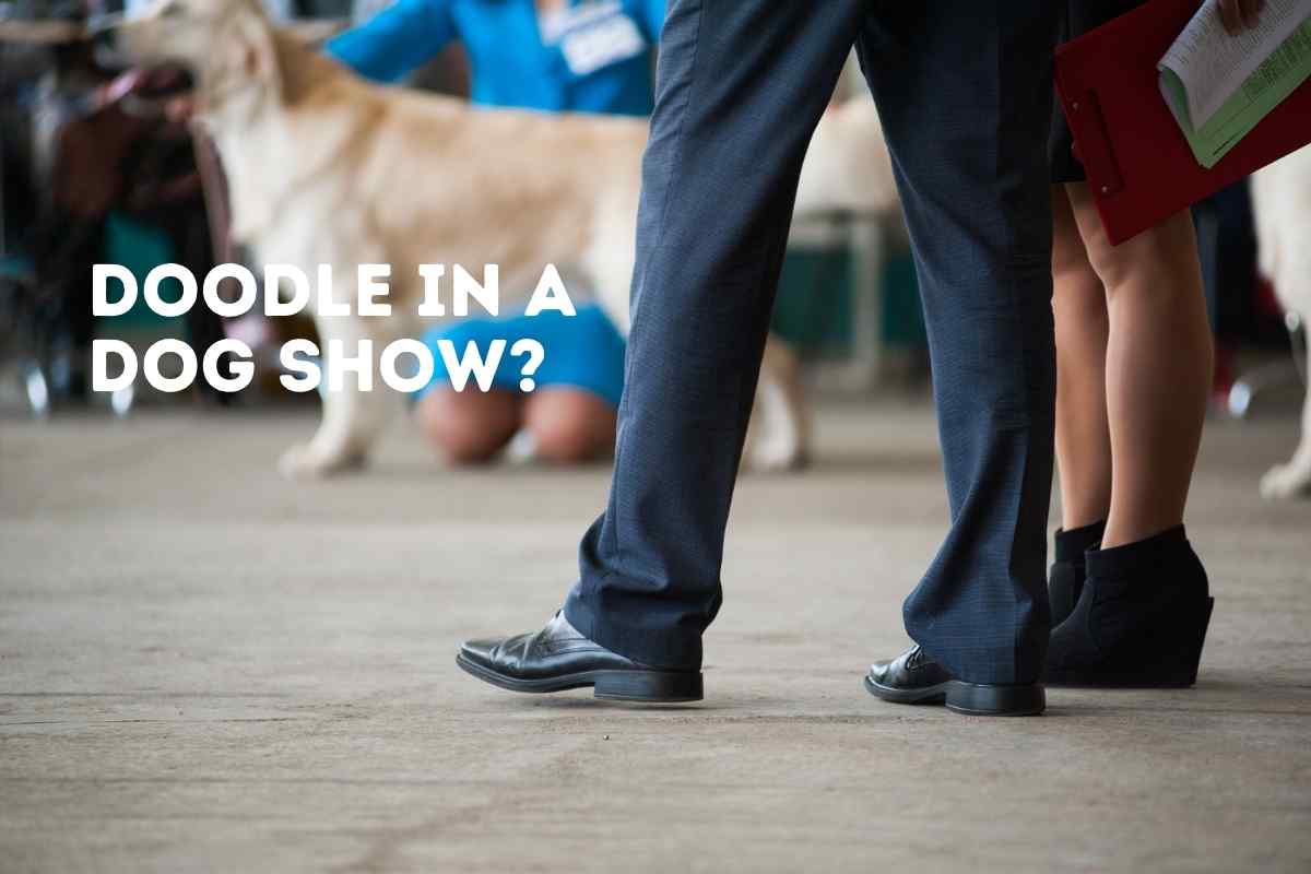 Can a Goldendoodle Be A Show Dog? - Goldendoodle Advice