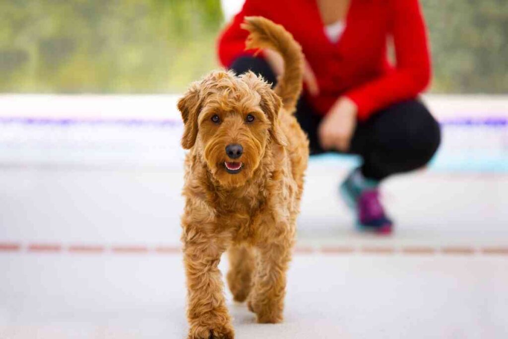 Goldendoodle Therapy Dog: 8 Reasons They're The Best - Goldendoodle Advice