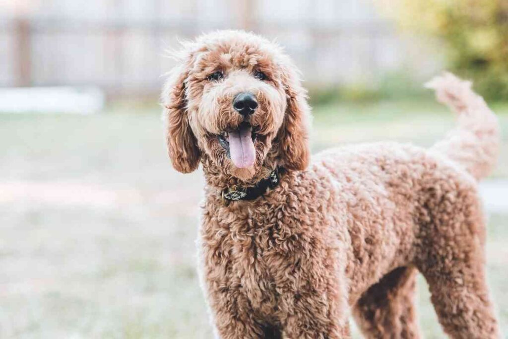 Why Do Goldendoodles Get Eye Boogers? - Goldendoodle Advice