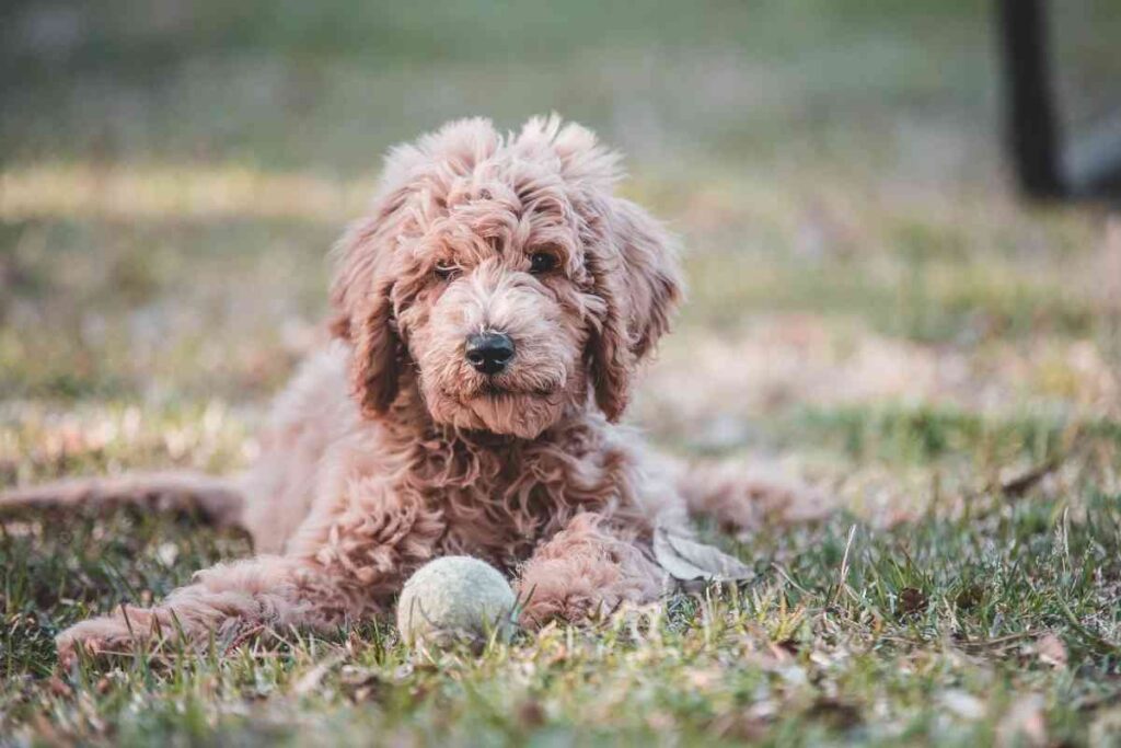 What is a Mini English Goldendoodle? - Goldendoodle Advice