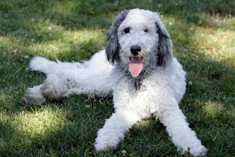 6 Reasons Why Bernedoodles Are So Expensive! - Goldendoodle Advice
