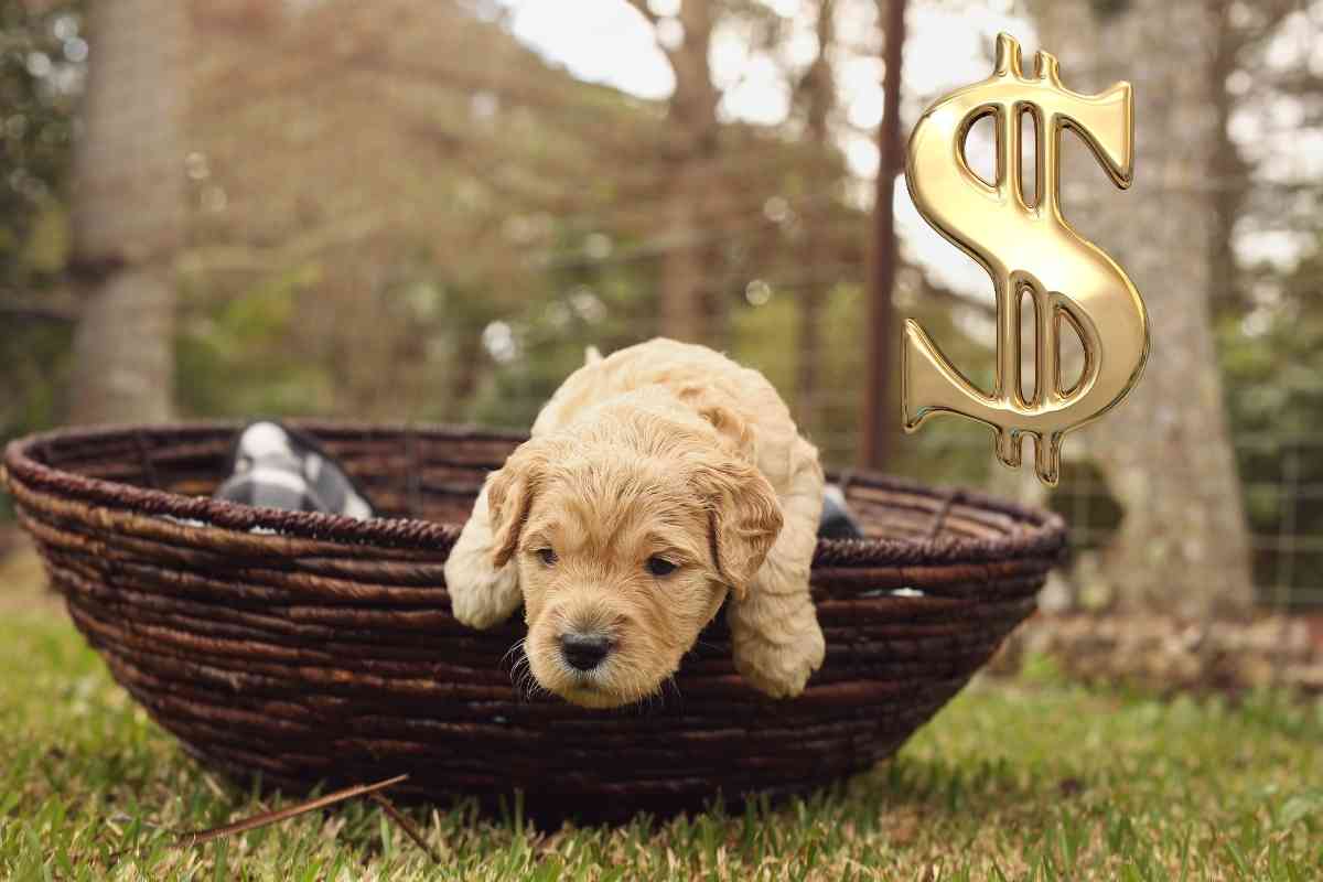 7 Reasons Why Aussidoodles Are So Expensive - Goldendoodle Advice