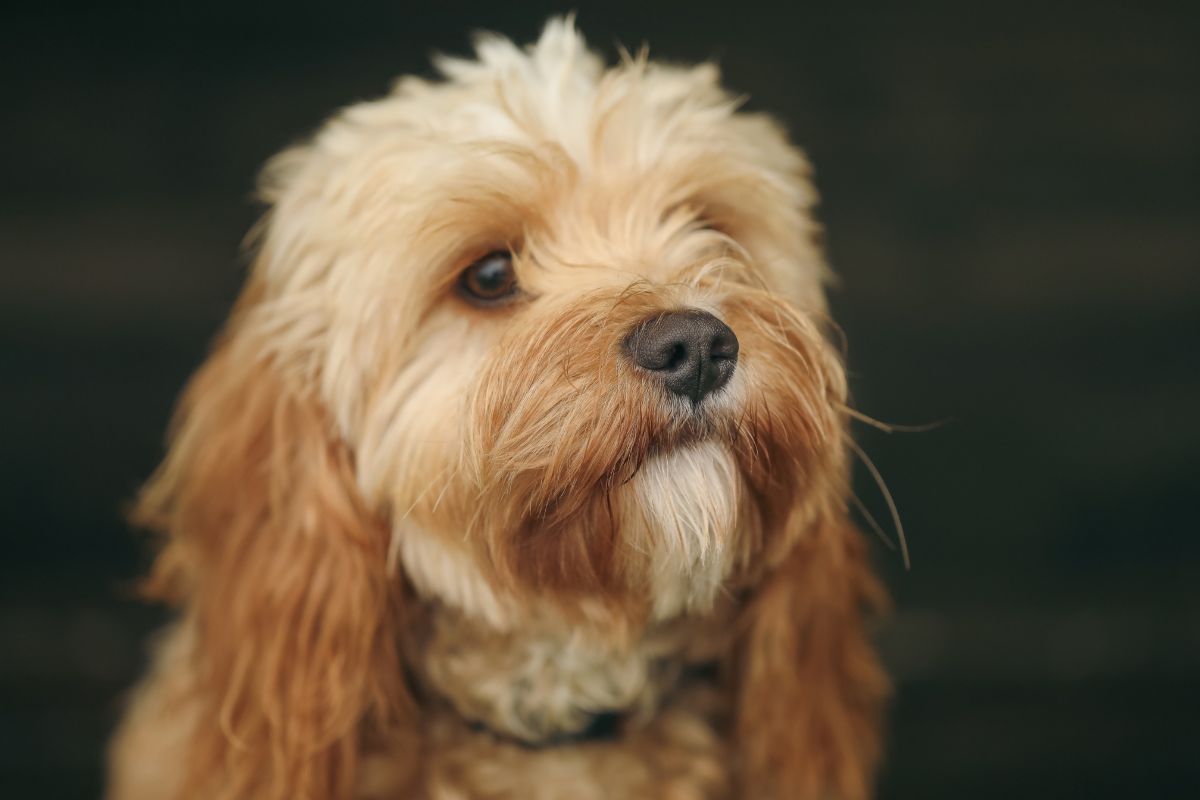 How Much Does A Cavoodle Cost And Are They Worth It? - Goldendoodle Advice