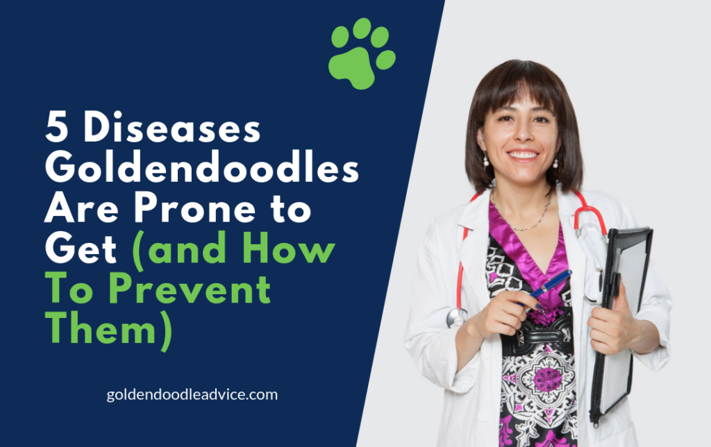 5 Goldendoodles Diseases (and How To Prevent Them)