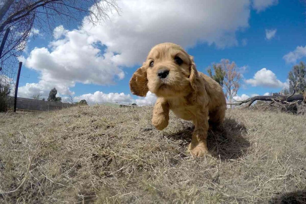 Are Cavapoos Hypoallergenic? Answered & Explained - Goldendoodle Advice