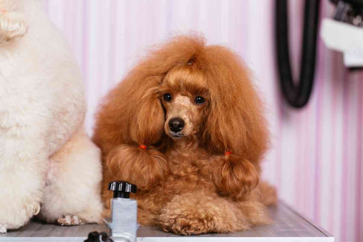 How Fast Does Poodle Hair Grow? 3 Poodle Hair Growth Stages Explained ...