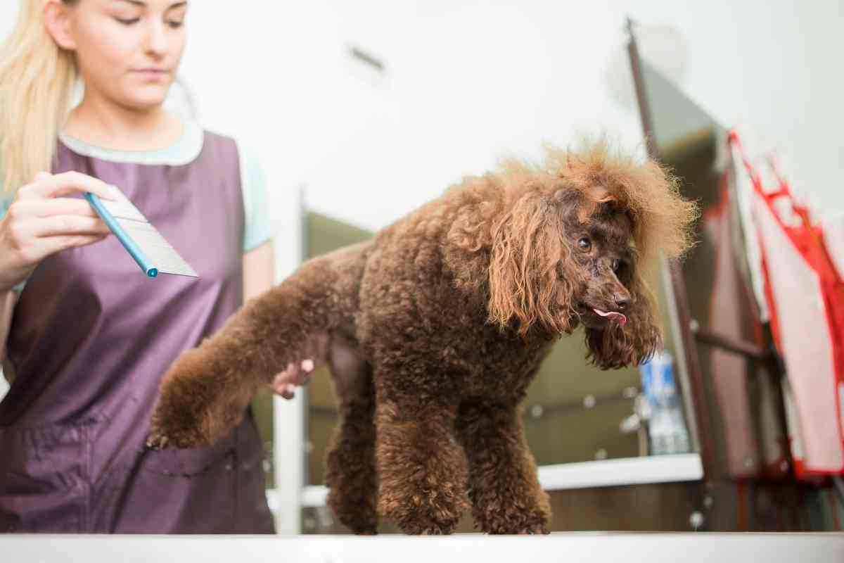 When Should You Cut A Poodle’s Hair? Explained! - Goldendoodle Advice