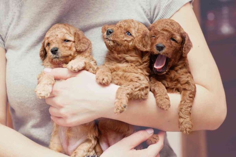 9 Factors Affecting The Number Of Puppies Poodles Have