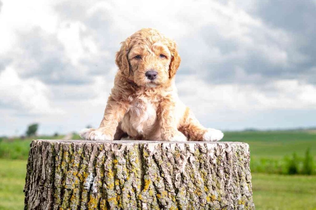 Train Your Goldendoodle Puppy Not To Bite In 8 Easy Steps ...