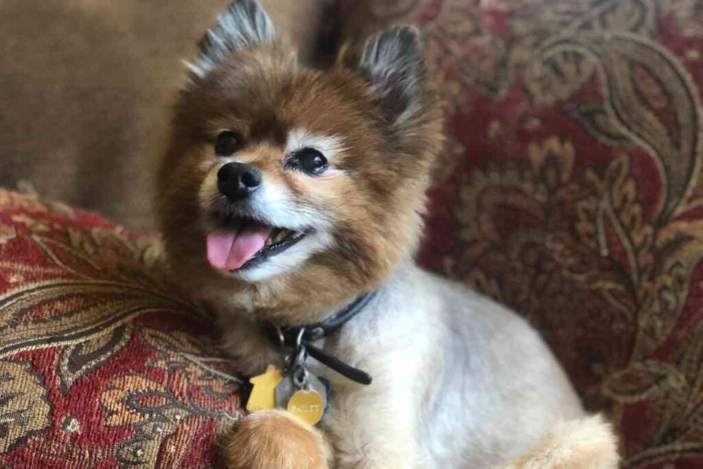 Teddy Bear Puppies: Breed, Training, and Grooming Explained ...