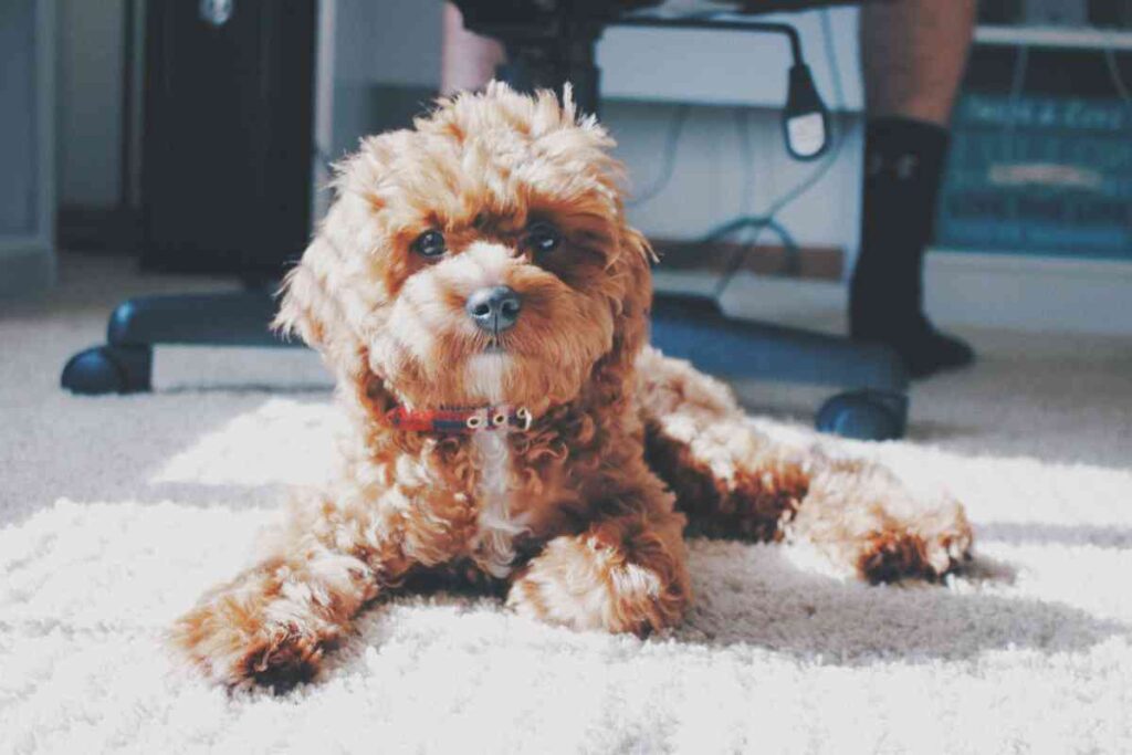 Teddy Bear Puppies: Breed, Training, and Grooming Explained ...