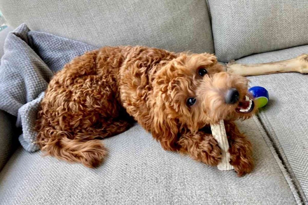 Are Goldendoodles Allergic to Chicken? Can They Eat it? - Goldendoodle ...