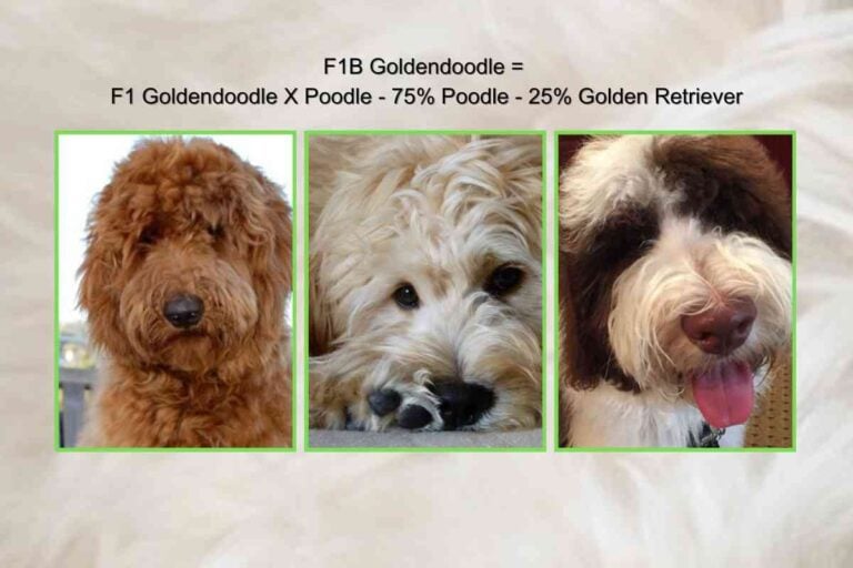 Breeding Goldendoodles: Can You Breed Two Goldendoodles Together ...