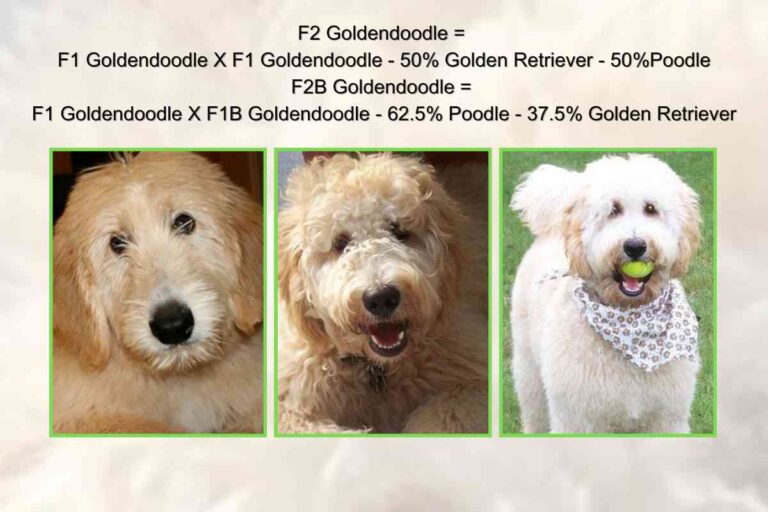Breeding Goldendoodles: Can You Breed Two Goldendoodles Together ...