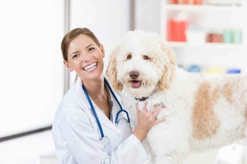 Goldendoodle Cancer: Vet Explains 3 Common Types - Goldendoodle Advice