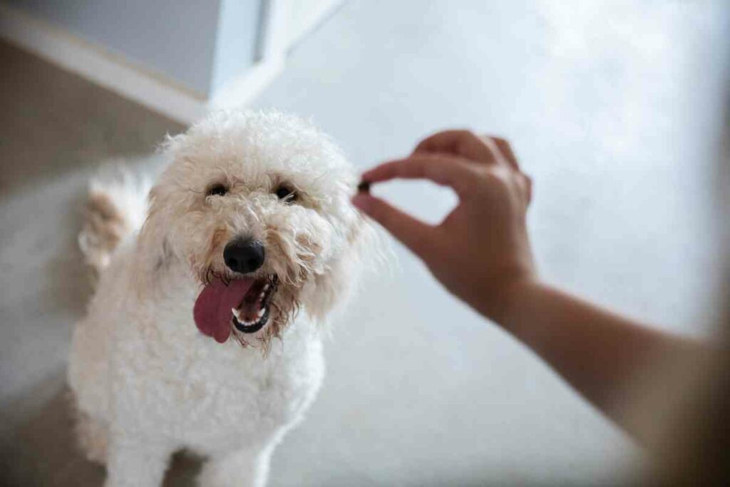The Ultimate Guide To Training A Goldendoodle Puppy - Goldendoodle Advice