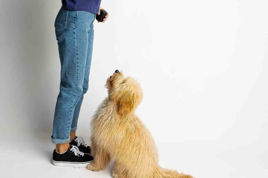 The Ultimate Guide To Training A Goldendoodle Puppy - Goldendoodle Advice