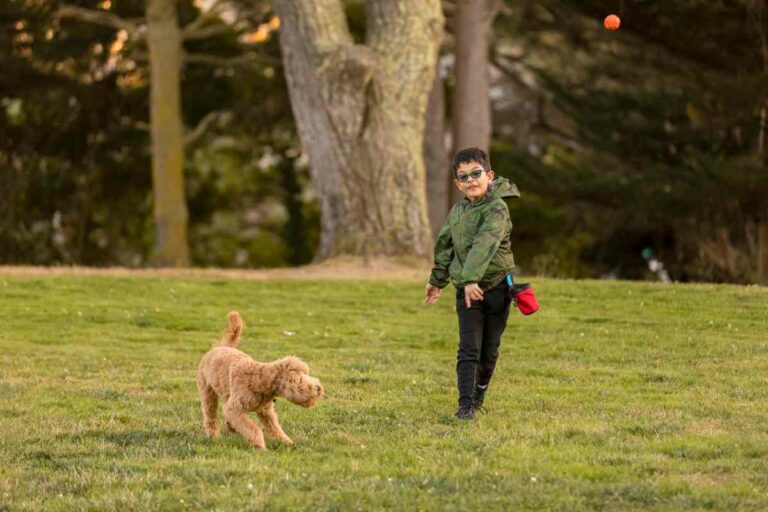 The Ultimate Guide To Training A Goldendoodle Puppy - Goldendoodle Advice