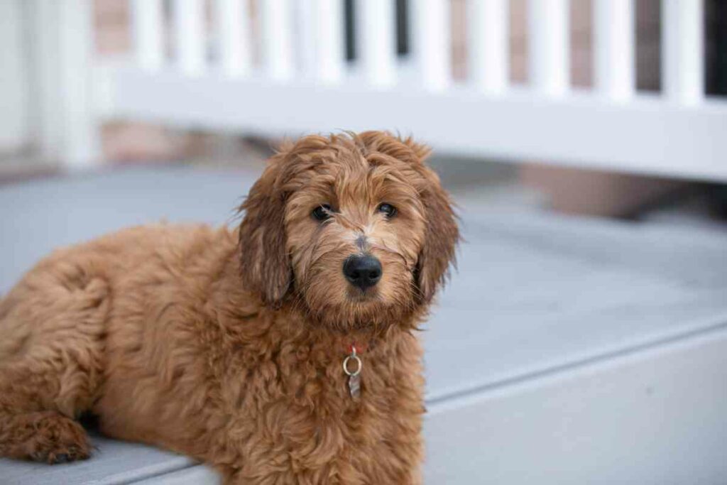 The History and Origin of Goldendoodle Dogs - Goldendoodle Advice