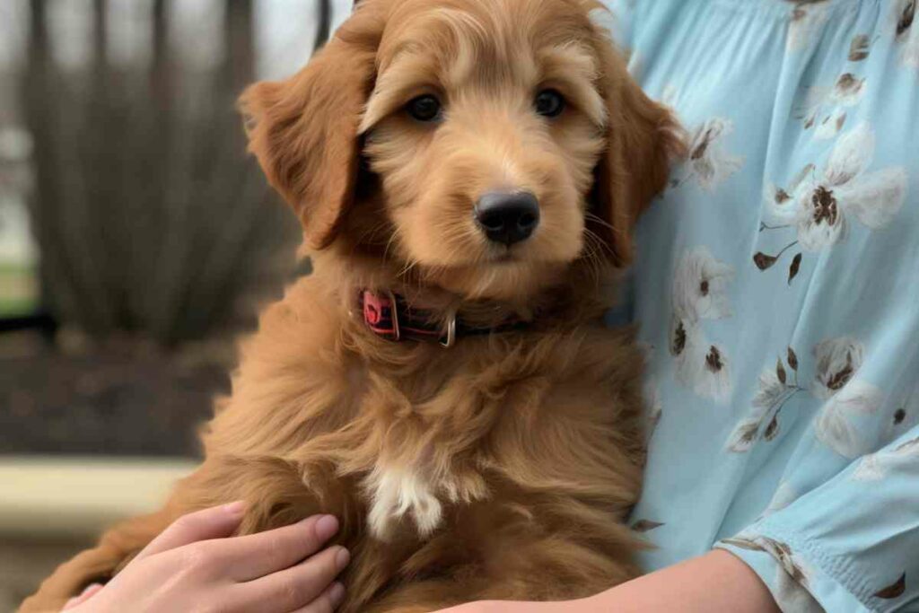 F1 Mini Goldendoodle: Everything You Need to Know - Goldendoodle Advice