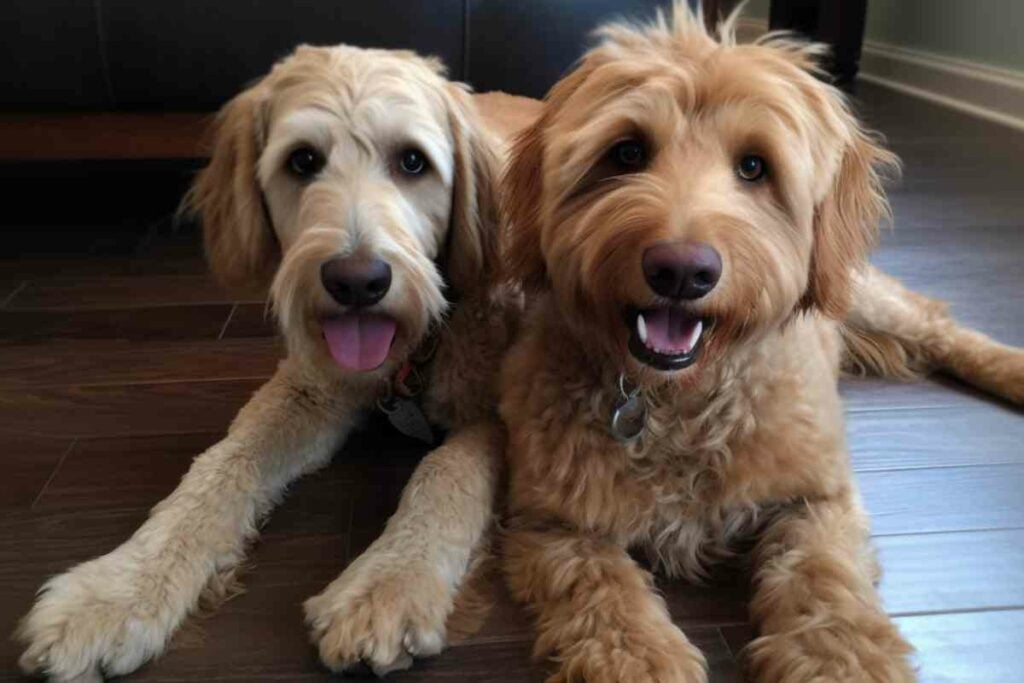 Full Grown F1 Goldendoodle: Size, Temperament, and Care Tips ...