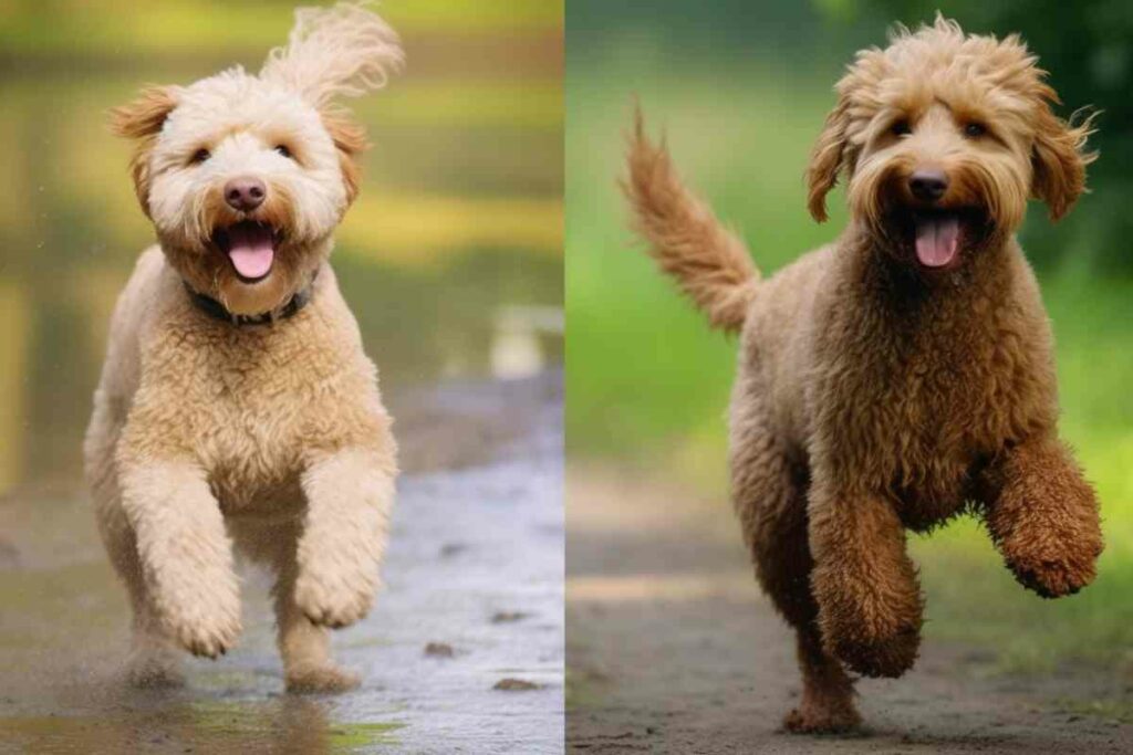 Full Grown Labradoodle vs Goldendoodle: Which Is the Better Dog Breed ...