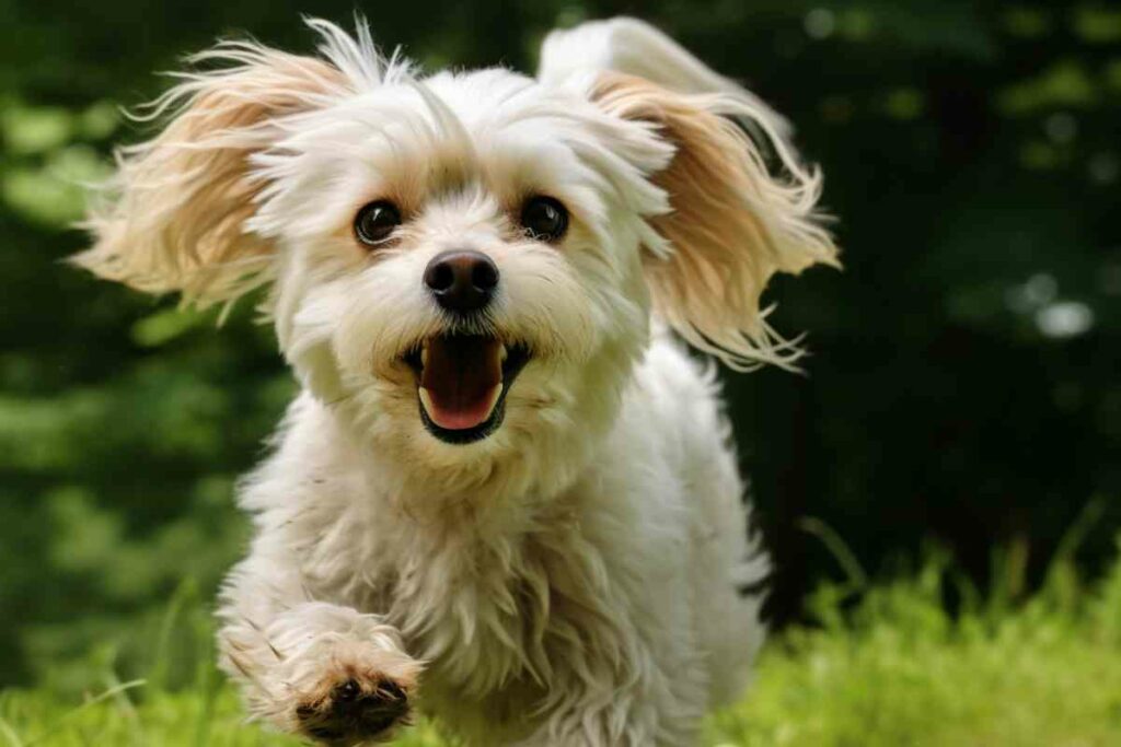 Mini Goldendoodle vs Maltipoo: Key Differences to Consider ...