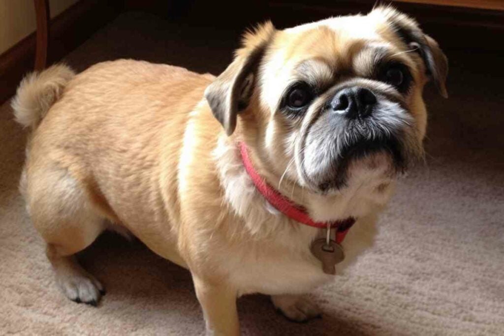 Types of Doodles: A Comprehensive Guide - Goldendoodle Advice