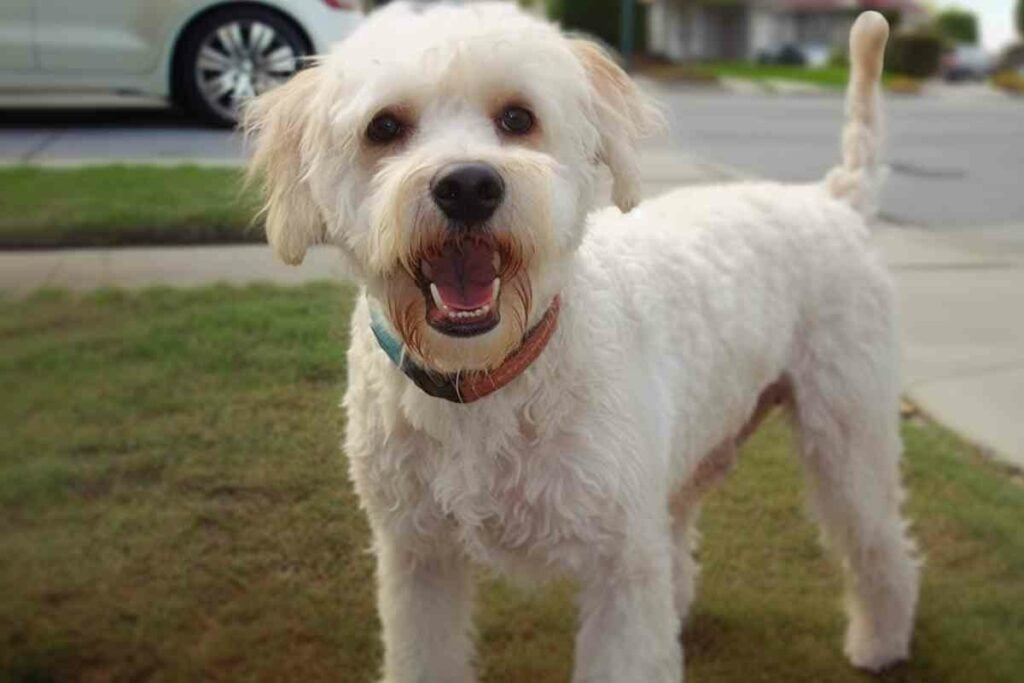 Types of Doodles: A Comprehensive Guide - Goldendoodle Advice