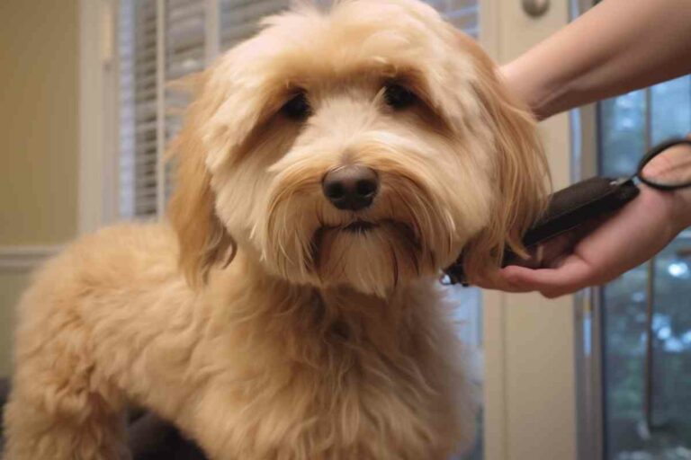 When to Cut Goldendoodle Puppy Hair: Essential Grooming Tips ...