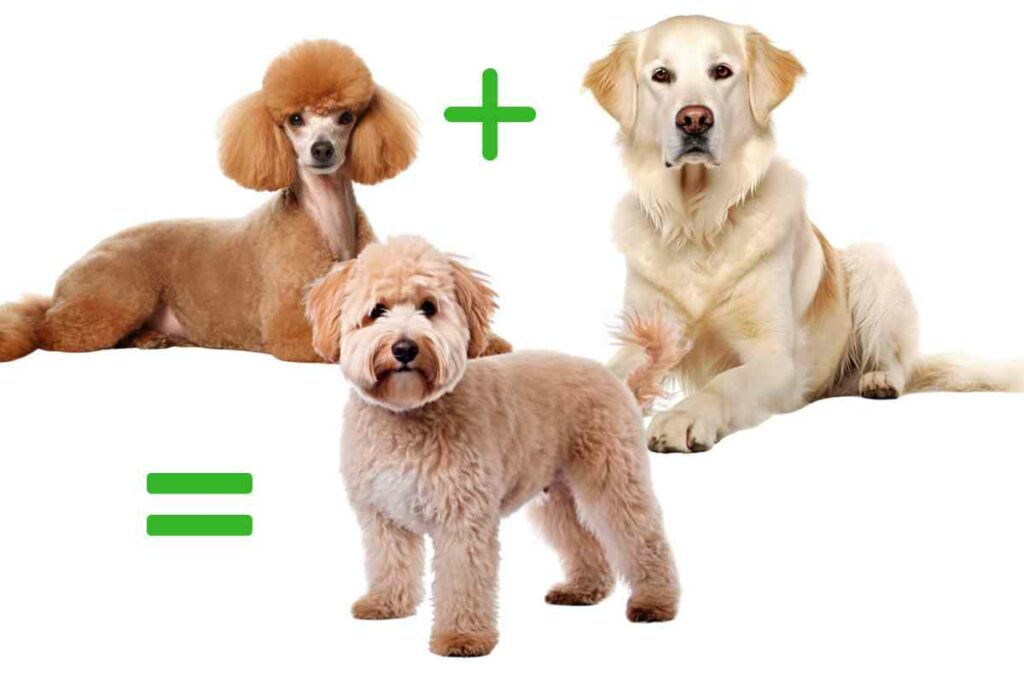Miniature Goldendoodle: Everything You Need to Know - Goldendoodle Advice